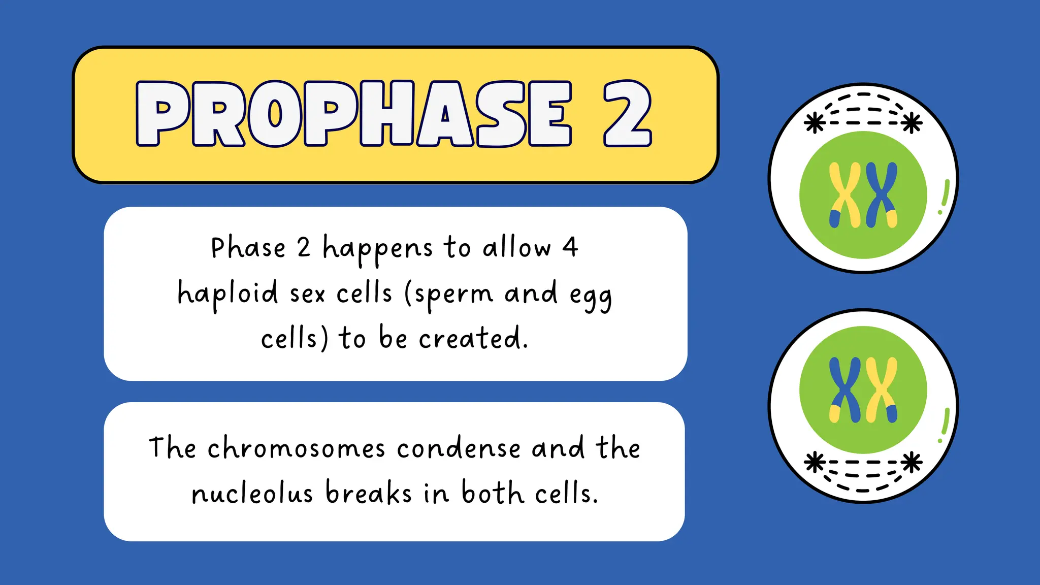 LESSON 3- ---CELL CYCLE--- (MEIOSIS).pdf