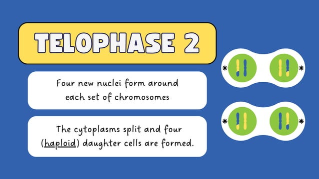 LESSON 3- ---CELL CYCLE--- (MEIOSIS).pdf
