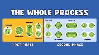 LESSON 3- ---CELL CYCLE--- (MEIOSIS).pdf