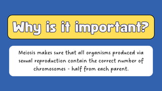 LESSON 3- ---CELL CYCLE--- (MEIOSIS).pdf