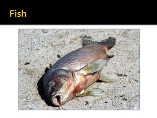 Lesson 3 decaying materials | PPTX