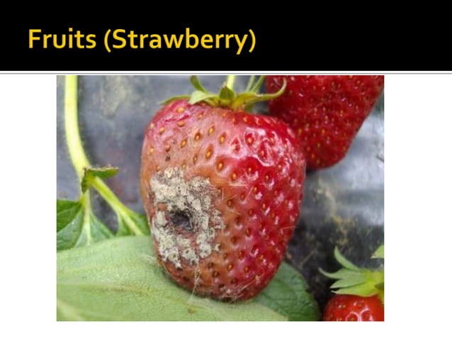 Lesson 3 decaying materials