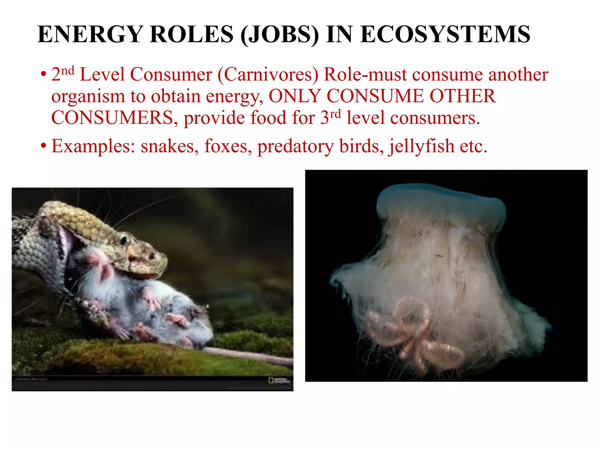 Lesson 3 ecosystems and energy flow | PDF