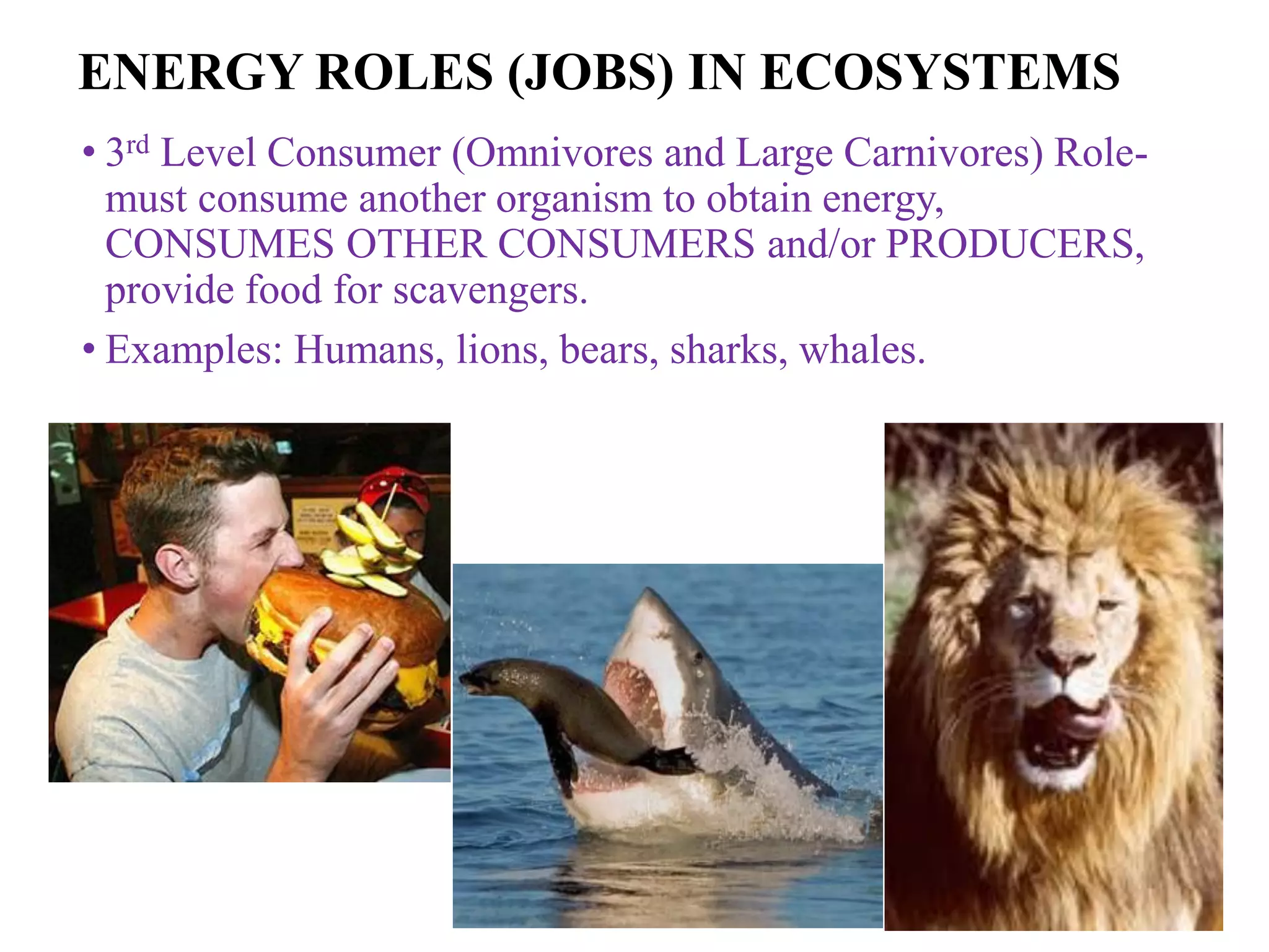 Lesson 3 ecosystems and energy flow | PDF