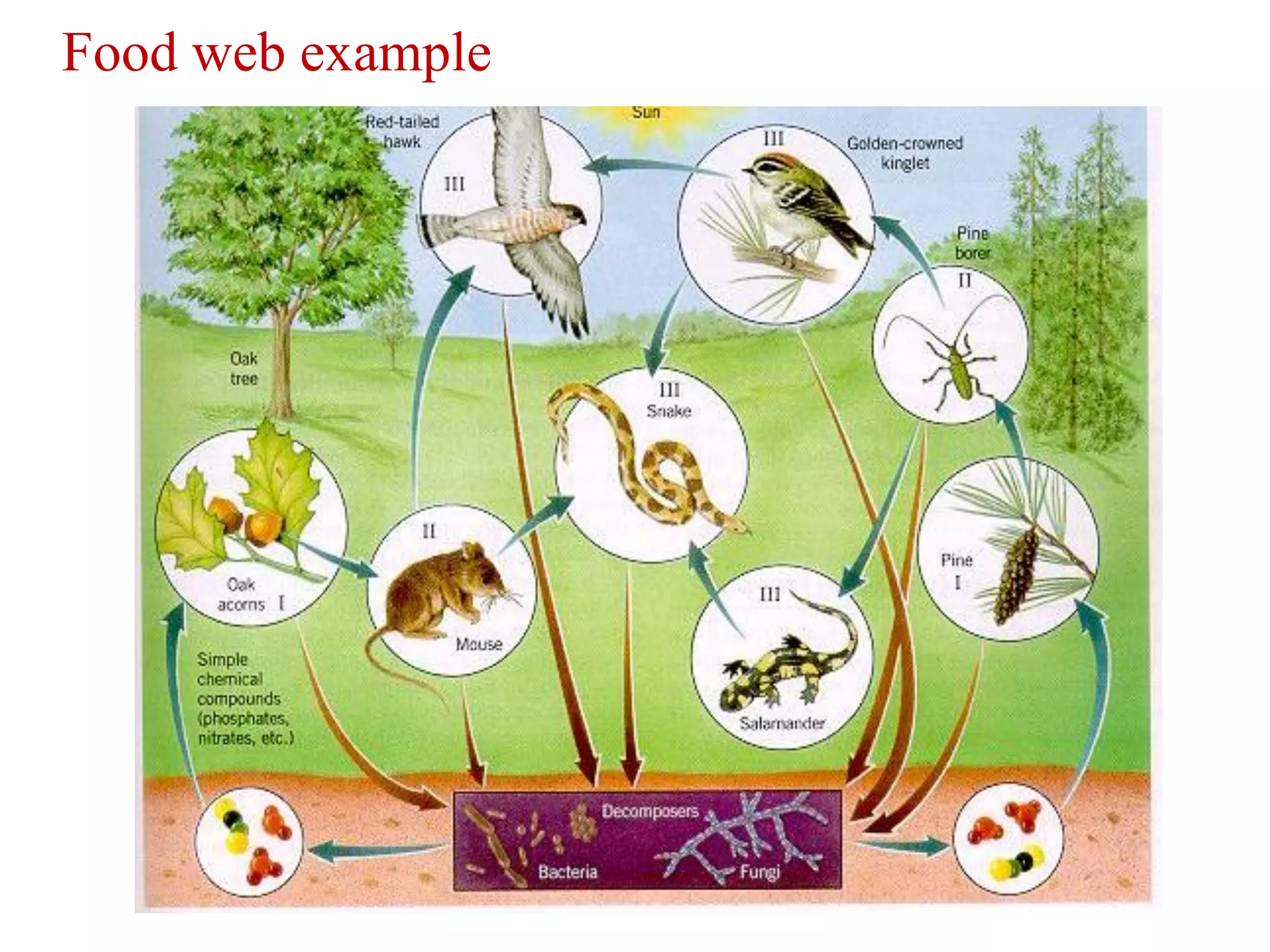 Lesson 3 ecosystems and energy flow | PDF