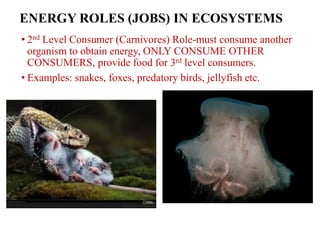Lesson 3 ecosystems and energy flow | PDF