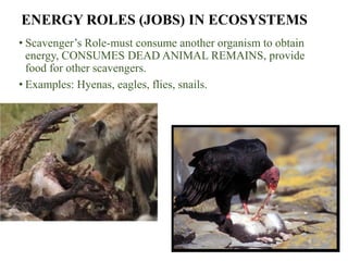 Lesson 3 ecosystems and energy flow | PDF