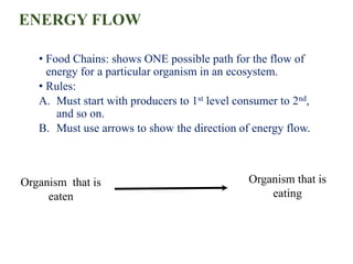 Lesson 3 ecosystems and energy flow | PDF
