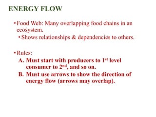 Lesson 3 ecosystems and energy flow | PDF