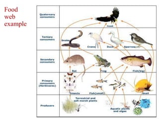 Lesson 3 ecosystems and energy flow | PDF