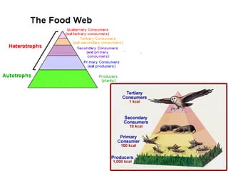 Lesson 3 ecosystems and energy flow | PDF