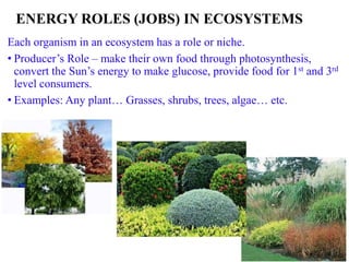 Lesson 3 ecosystems and energy flow | PDF