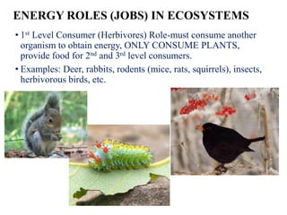 Lesson 3 ecosystems and energy flow | PDF