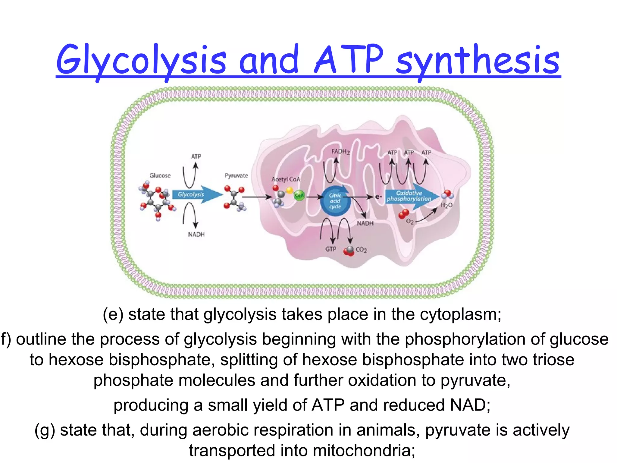 Lesson 3 glycolysis and atp synthesis | PPT
