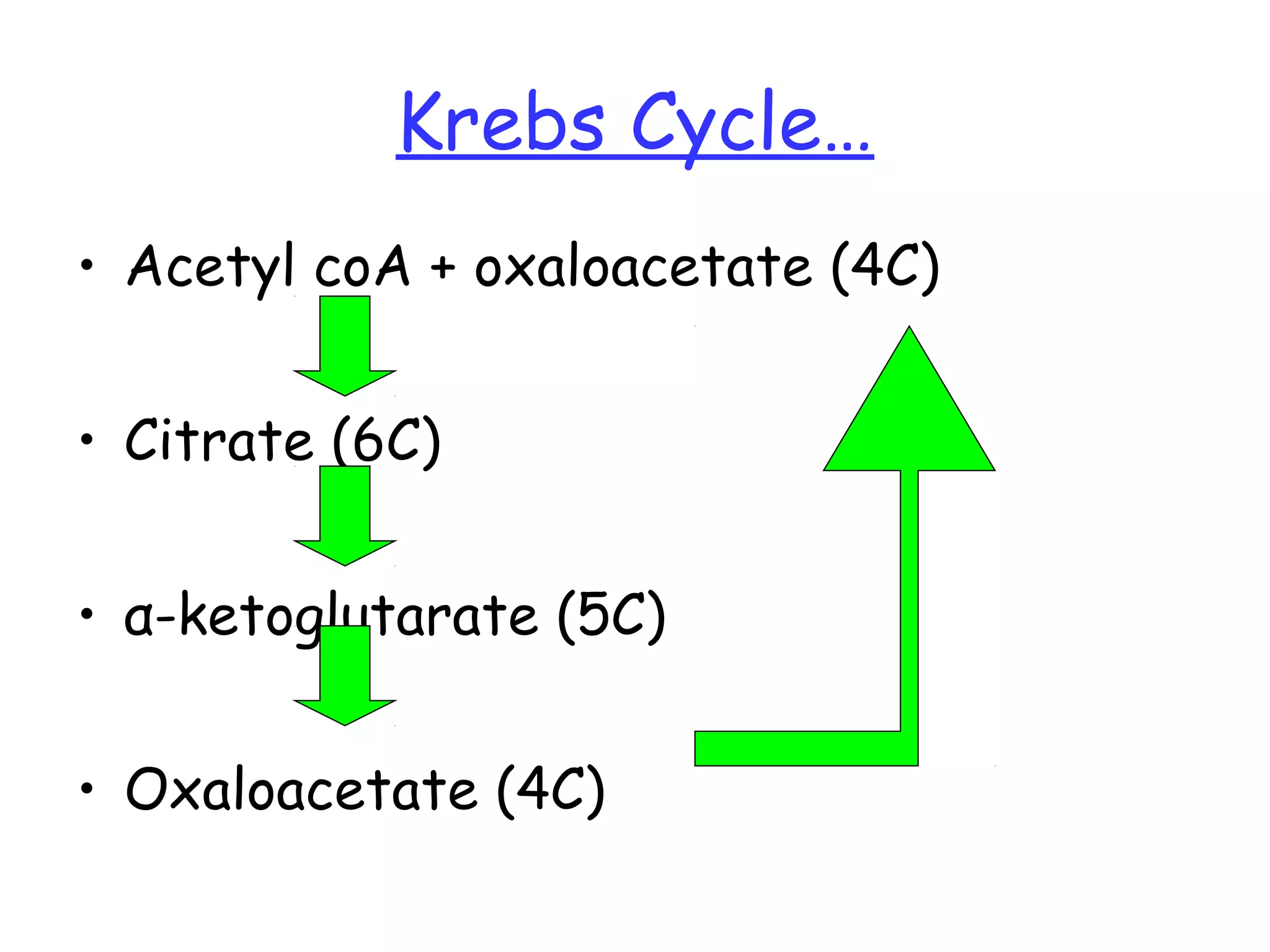 Lesson 3 glycolysis and atp synthesis | PPT