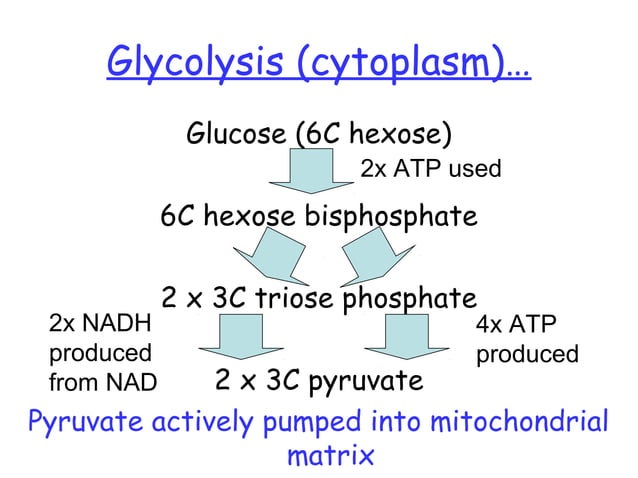 Lesson 3 glycolysis and atp synthesis | PPT