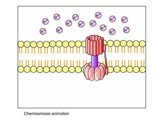 Atp Synthase Animation