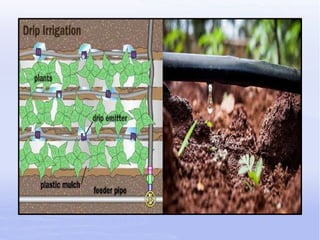 Lesson 3 - Irrigation grade 8 agric.pptx