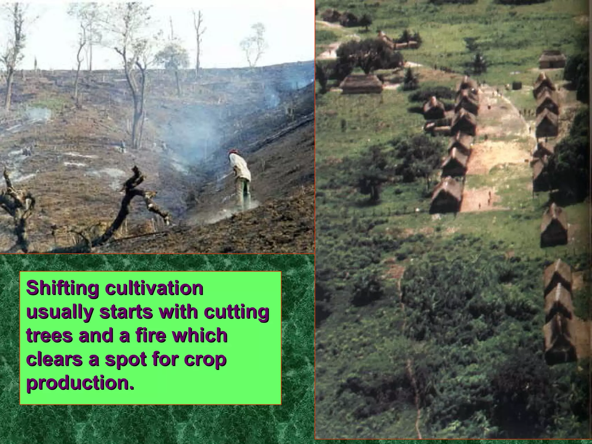 Lesson 3 Kayapo And Shifting Cultivation | PPT