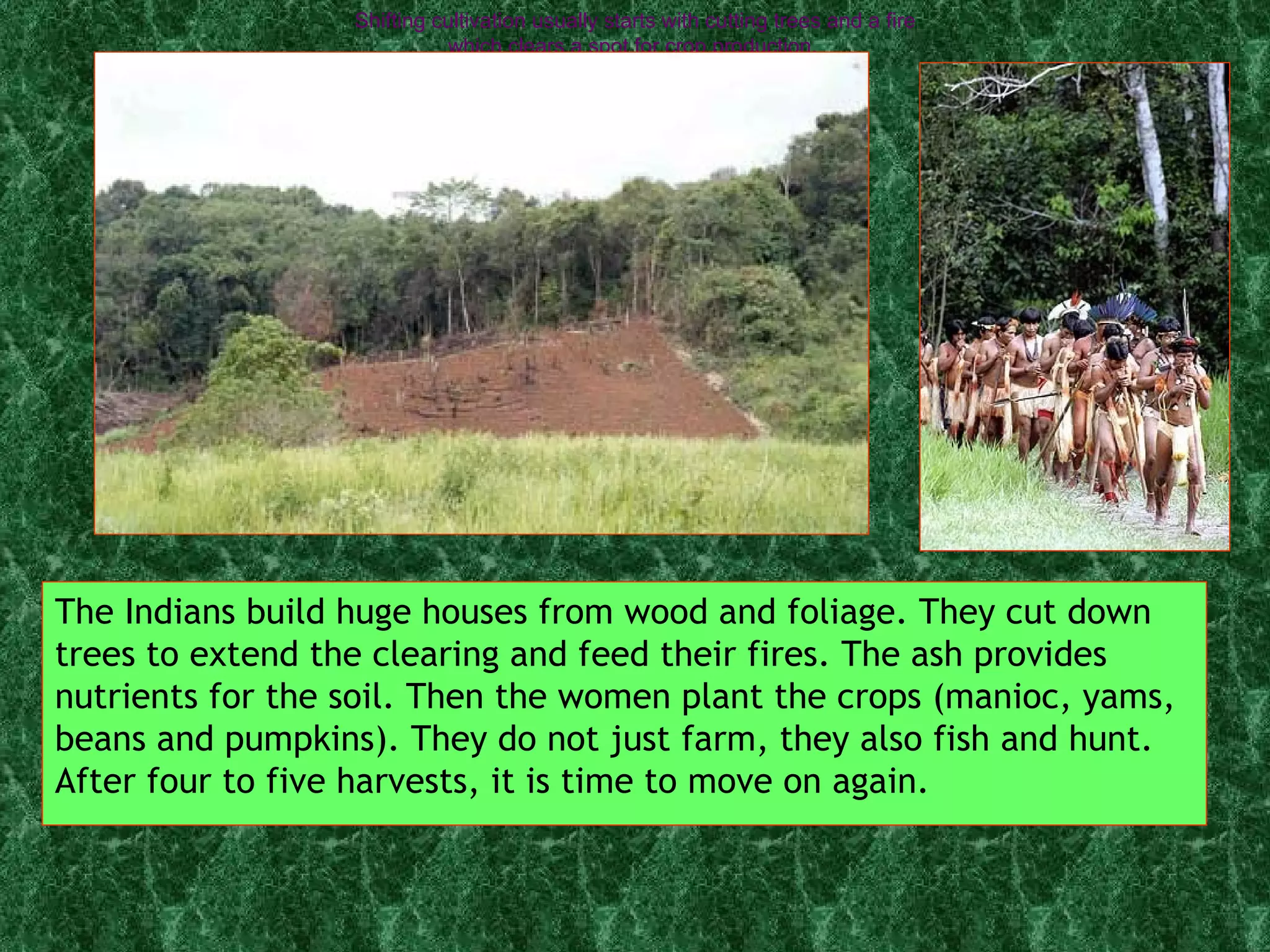 Lesson 3 Kayapo And Shifting Cultivation | PPT