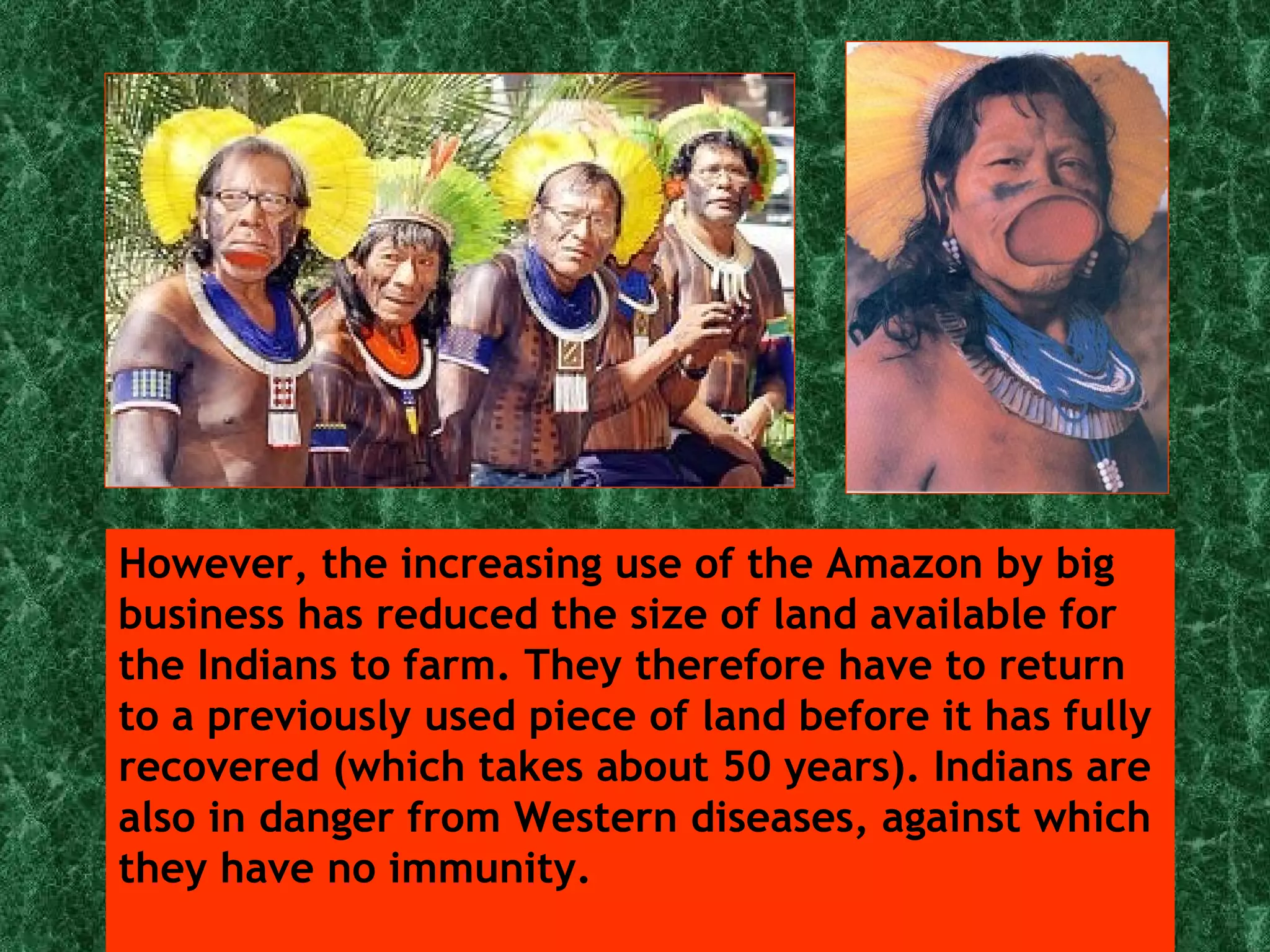 Lesson 3 Kayapo And Shifting Cultivation | PPT