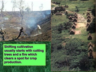 Lesson 3 Kayapo And Shifting Cultivation | PPT
