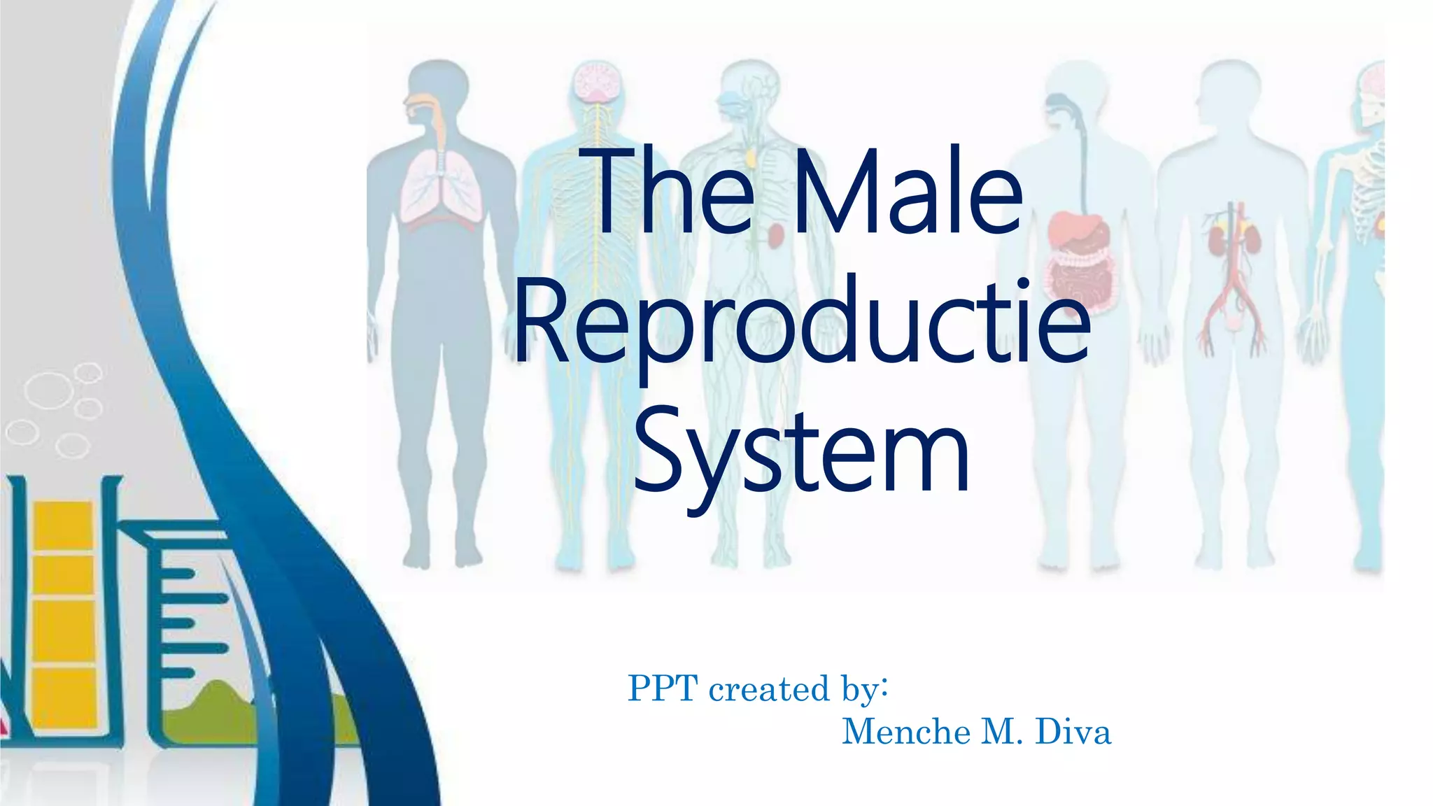 Lesson 3 male reproductive system | PPT