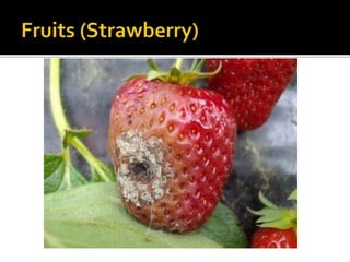 Lesson 3 materials that undergo decay | PDF