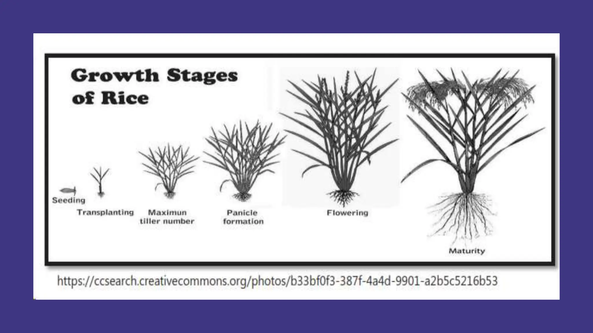 Lesson 3-Parts of a whole and emerging patterns.pptx