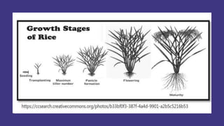 Lesson 3-Parts of a whole and emerging patterns.pptx