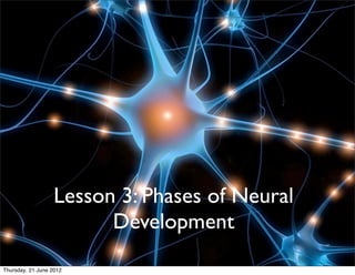 Lesson 3 phases of neural dvelopment | PDF