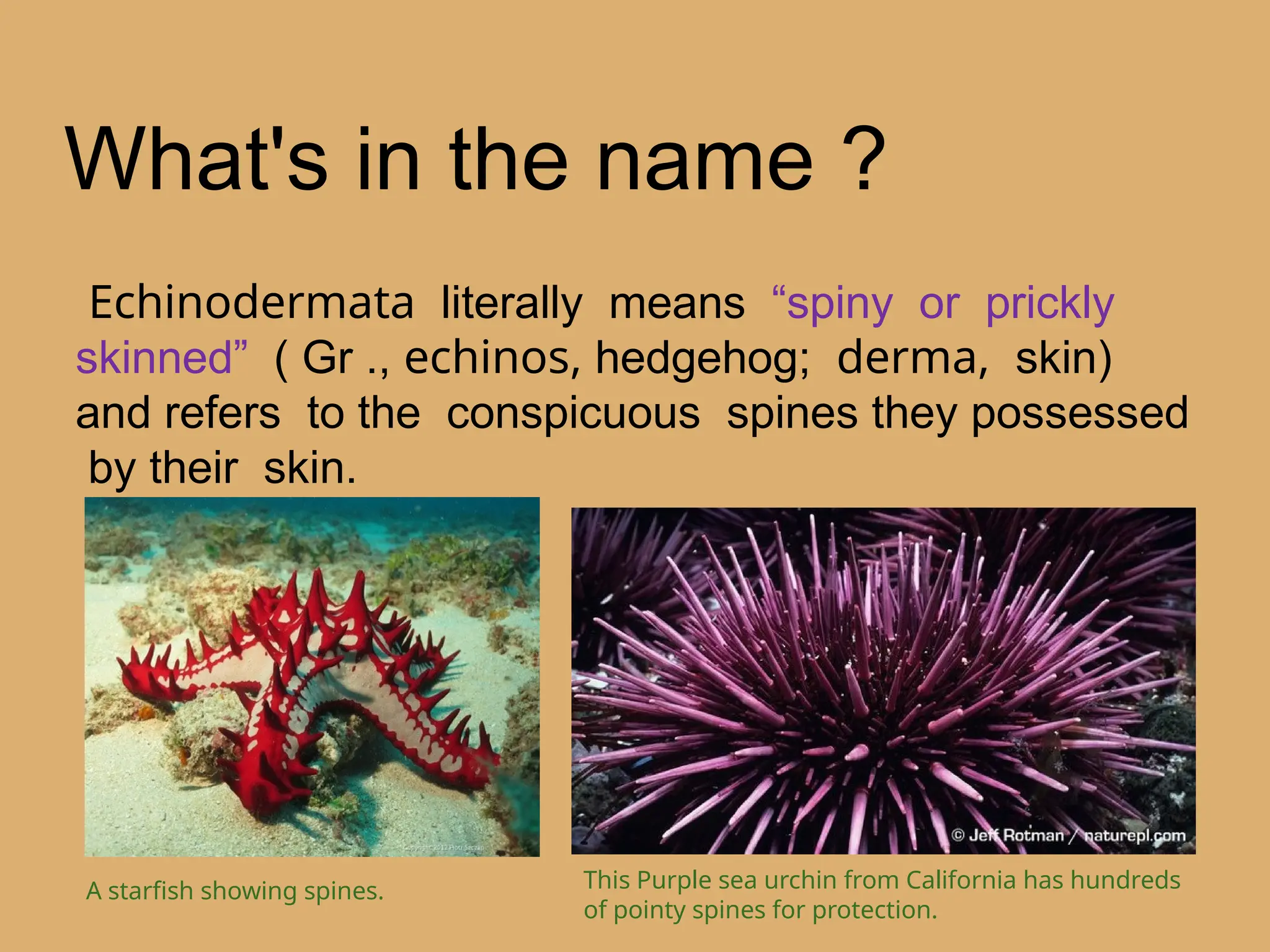 Lesson 3 - Phylum Echinodermata - Sea stars.pptx