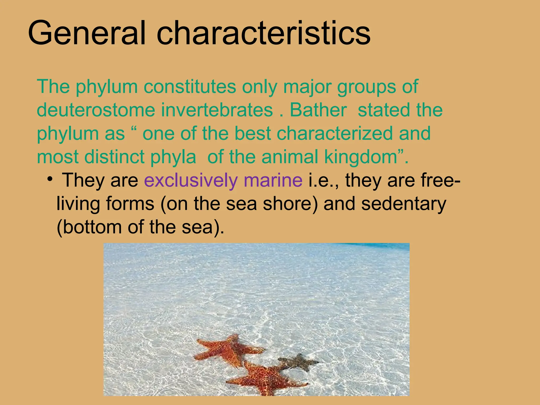 Lesson 3 - Phylum Echinodermata - Sea stars.pptx