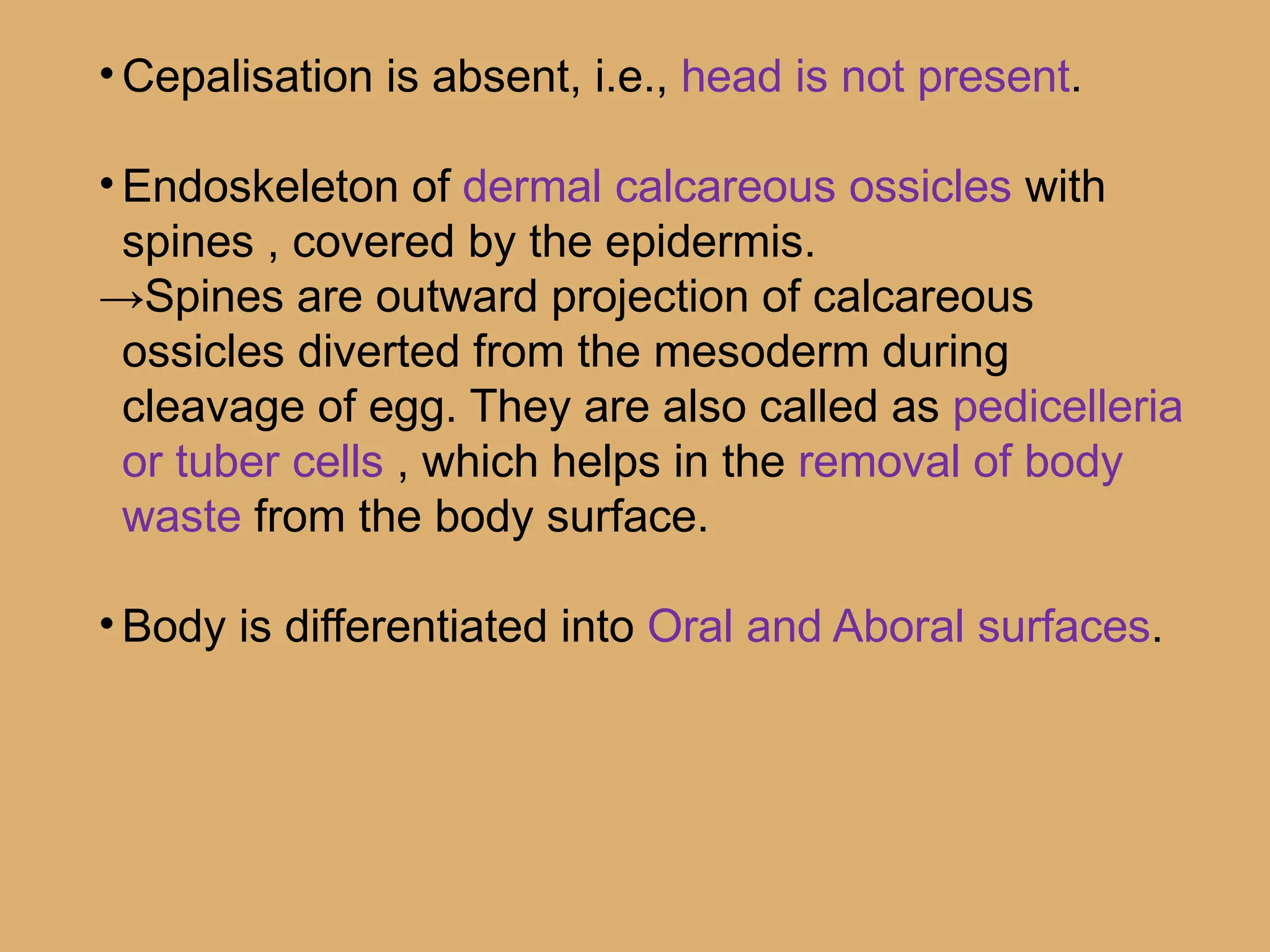 Lesson 3 - Phylum Echinodermata - Sea stars.pptx
