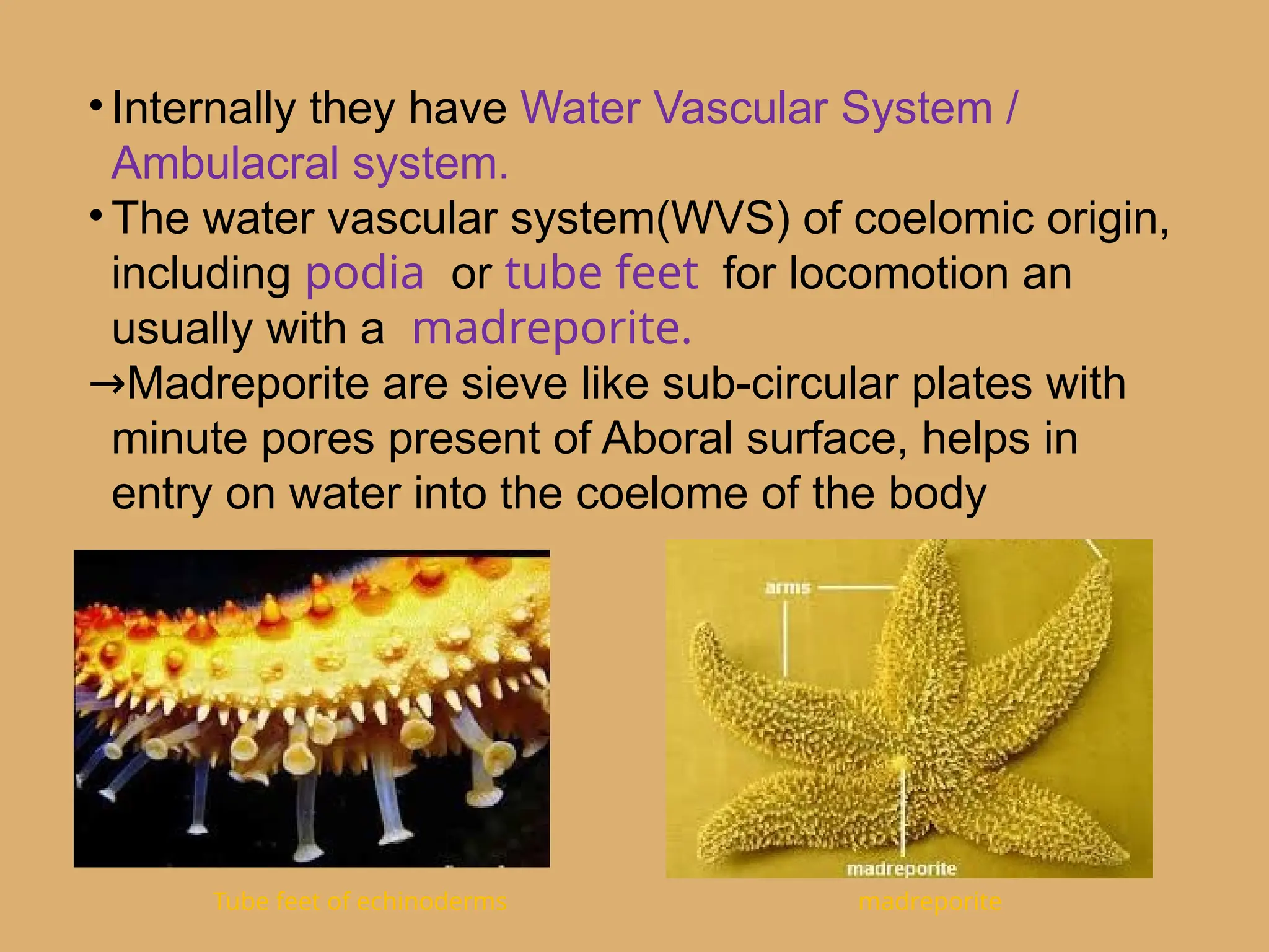 Lesson 3 - Phylum Echinodermata - Sea stars.pptx