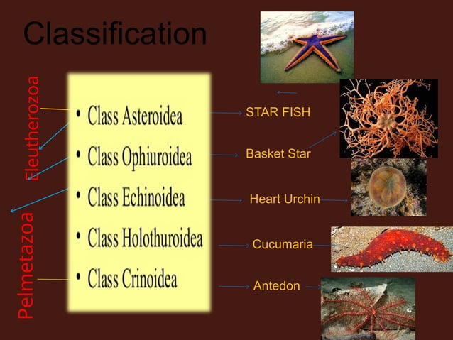 Lesson 3 - Phylum Echinodermata - Sea stars.pptx