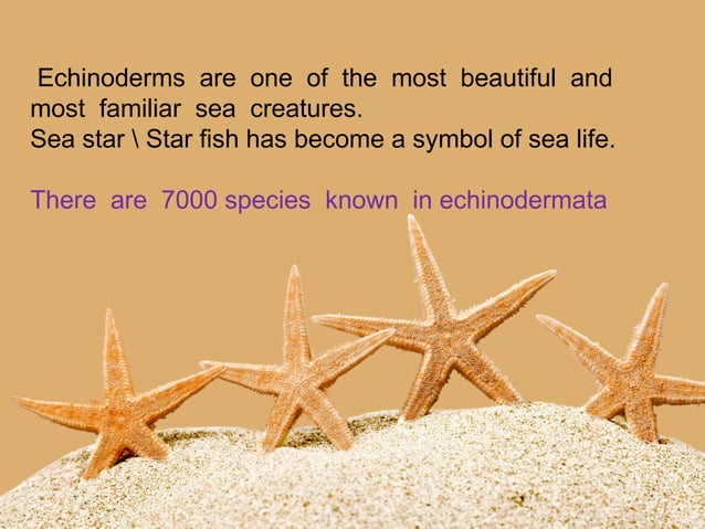 Lesson 3 - Phylum Echinodermata - Sea stars.pptx
