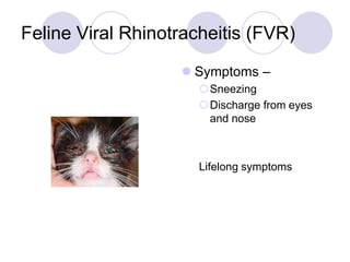 Lesson 3 - Preventive Health Programs.ppt