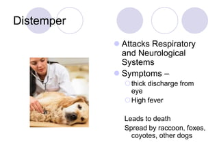 Lesson 3 - Preventive Health Programs.ppt