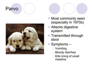 Lesson 3 - Preventive Health Programs.ppt