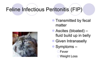 Lesson 3 - Preventive Health Programs.ppt