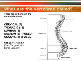 Lesson 3 skeletal system | PPT