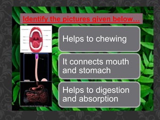 Digestive system | PPT