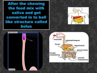 Digestive system | PPT