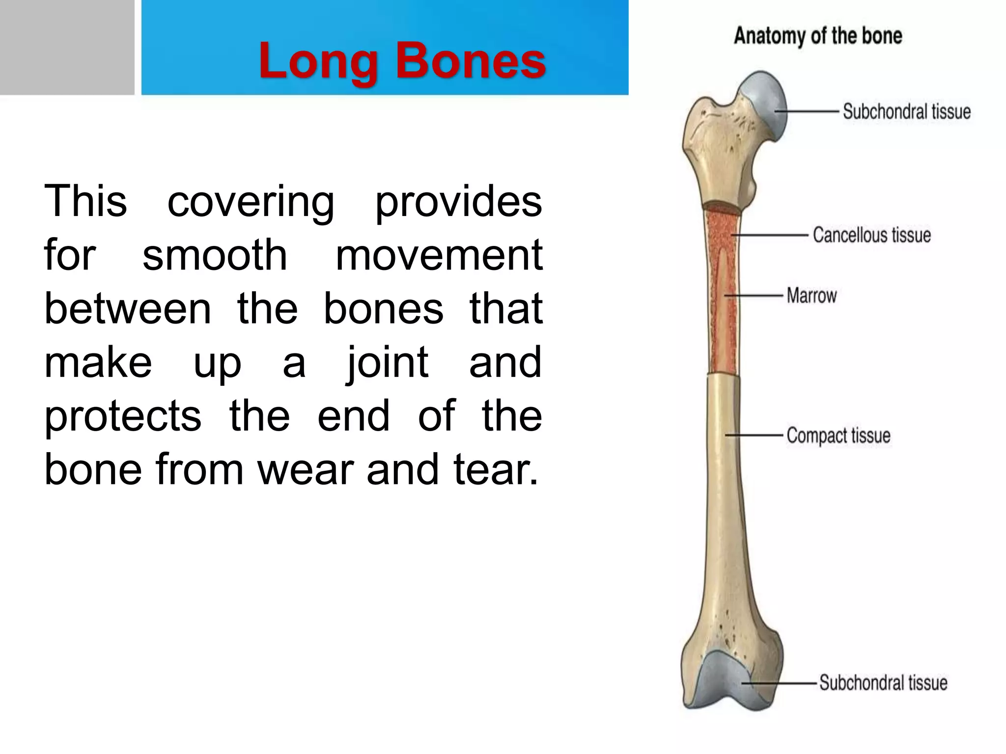 Lesson 3 (Bones).pptx