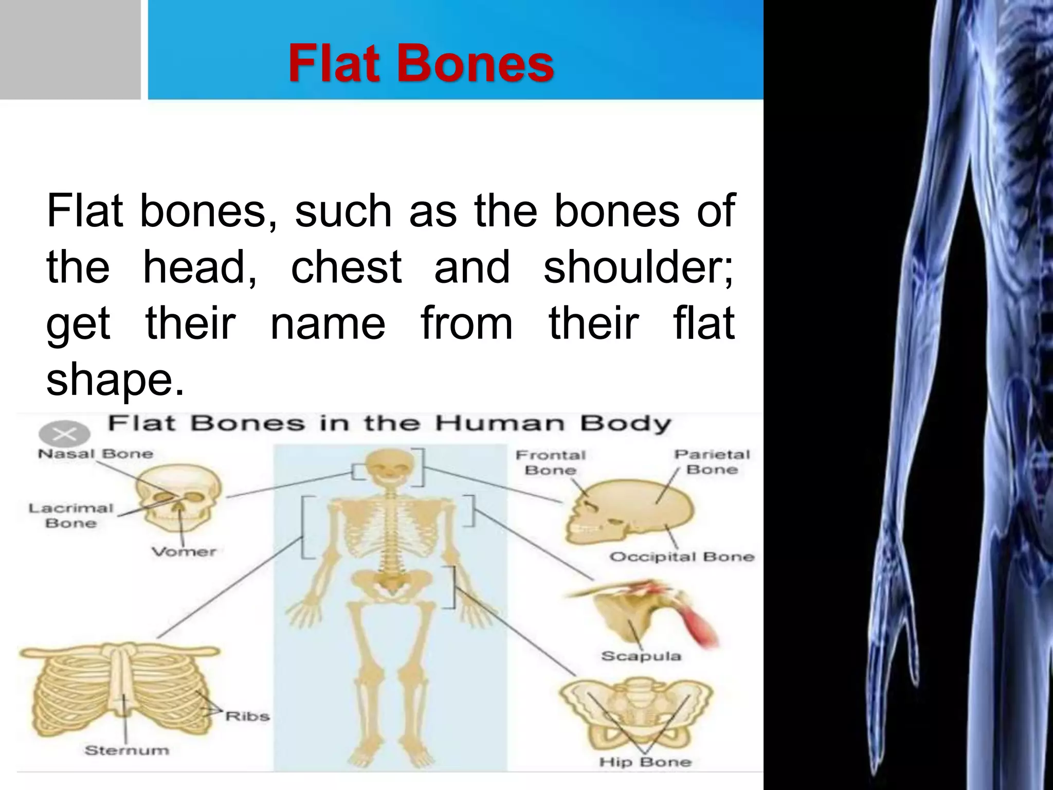 Lesson 3 (Bones).pptx
