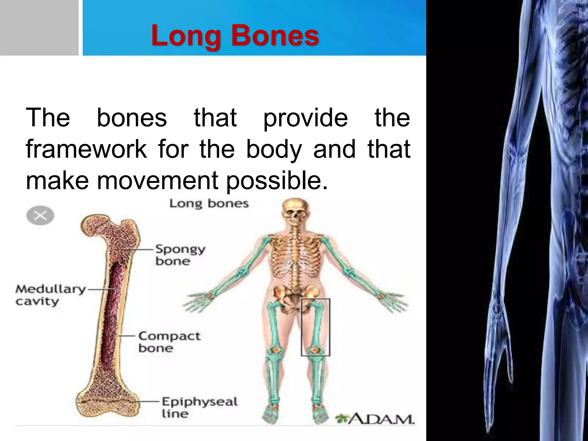 Lesson 3 (Bones).pptx