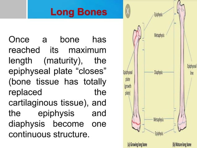 Lesson 3 (Bones).pptx