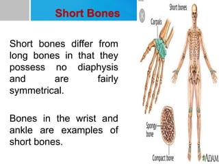 Lesson 3 (Bones).pptx