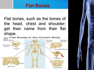 Lesson 3 (Bones).pptx